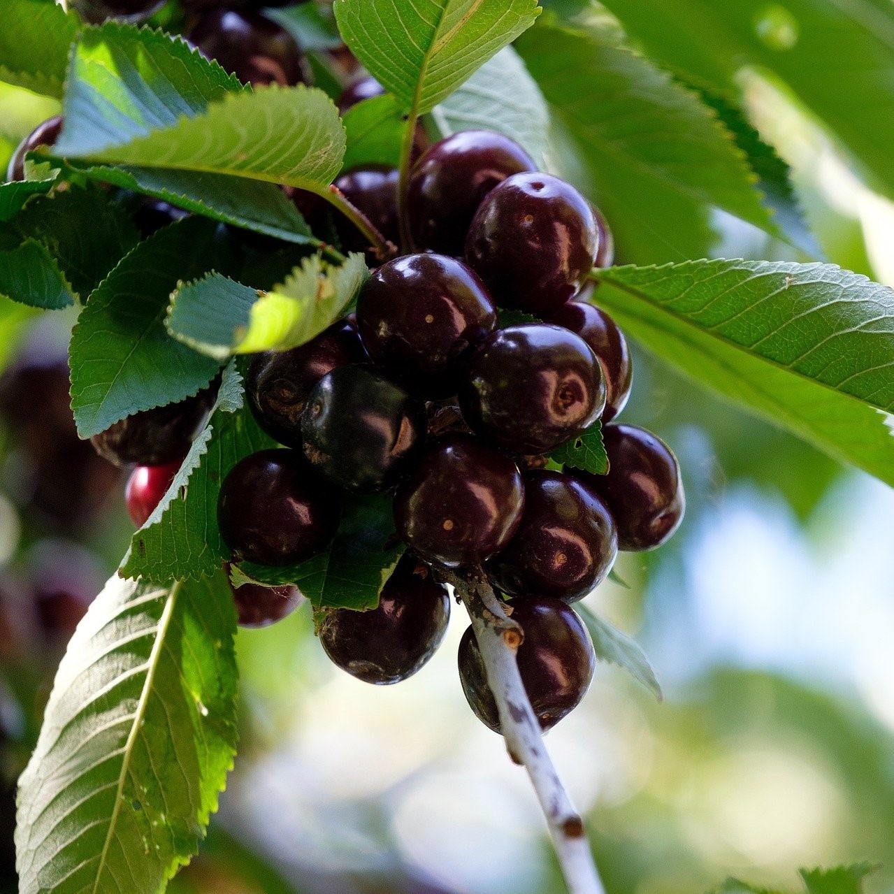 vd Graaf Kersen Uden – De lekkerste kersen uit de regio!